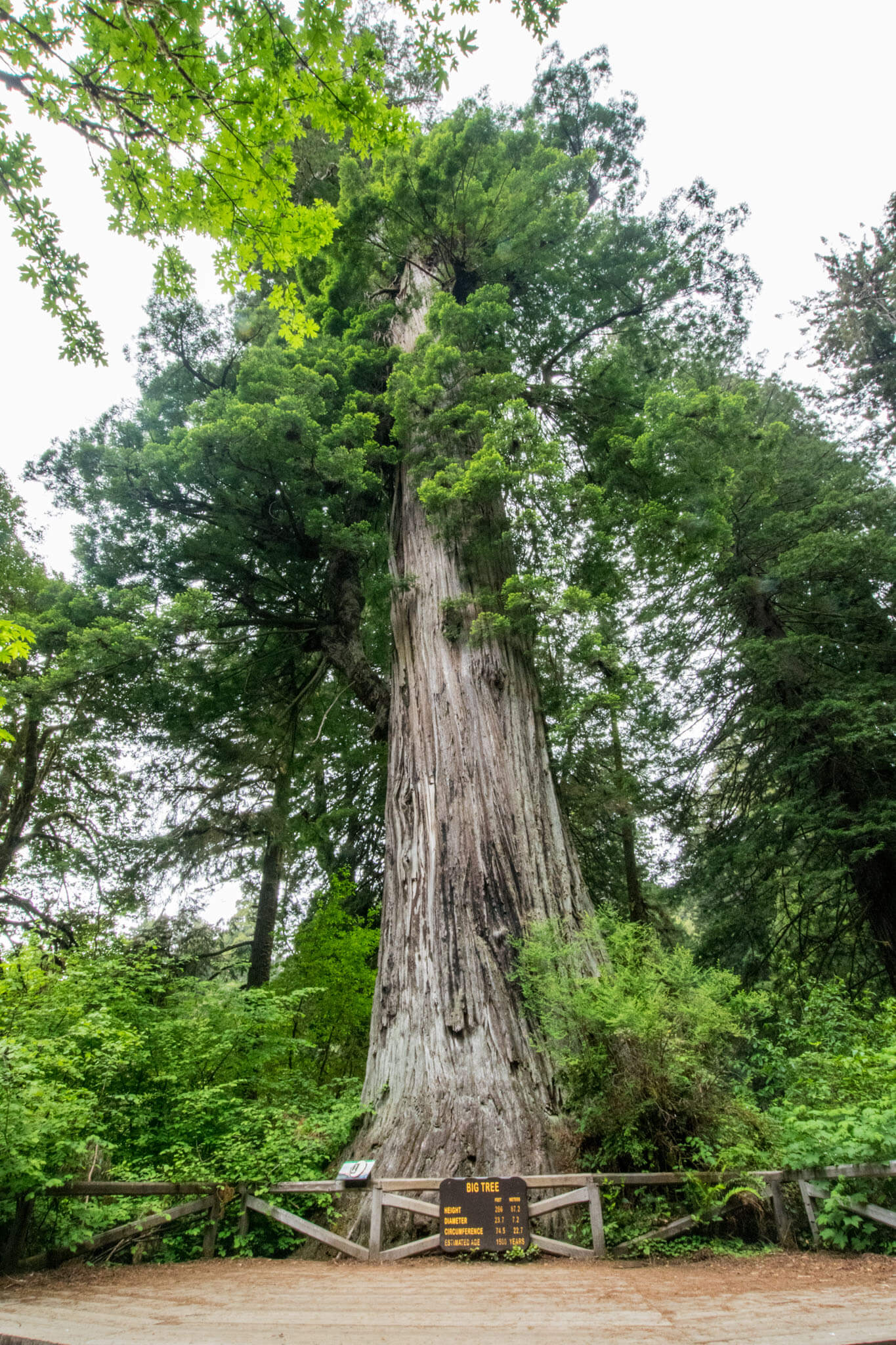 A Really Great Redwood National Park Weekend Itinerary - A Couple Days ...