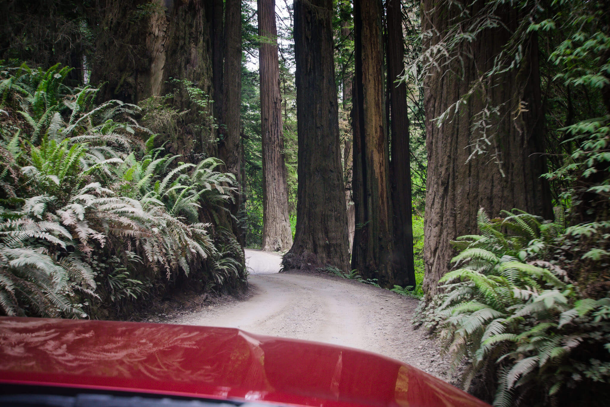 A Really Great Redwood National Park Weekend Itinerary - A Couple Days ...