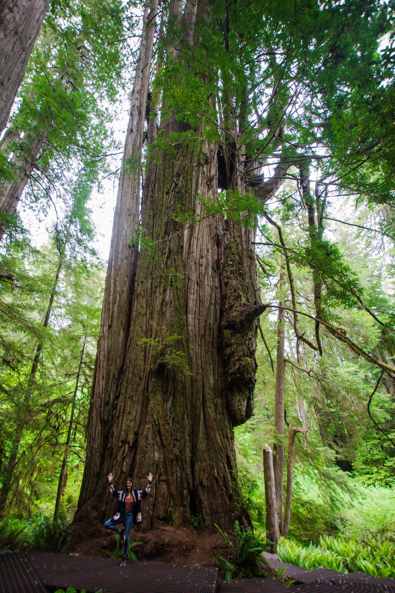 A Really Great Redwood National Park Weekend Itinerary - A Couple Days ...