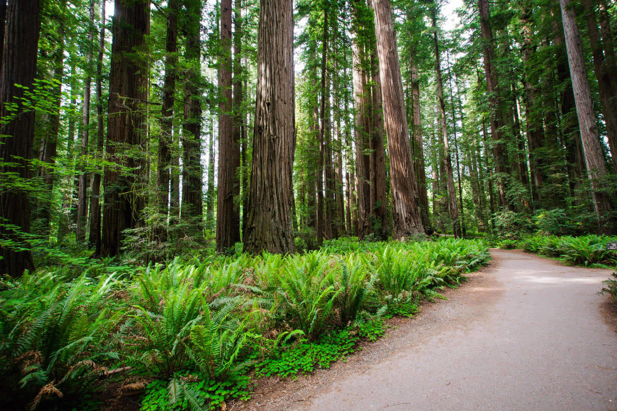 A Really Great Redwood National Park Weekend Itinerary - A Couple Days ...